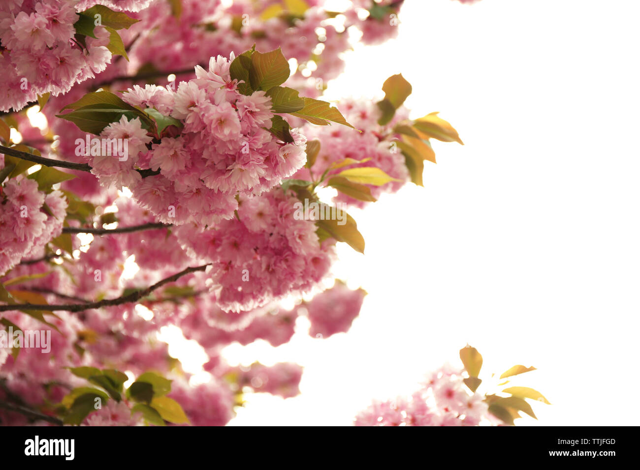 Sakura flowers on a spring day Stock Photo - Alamy