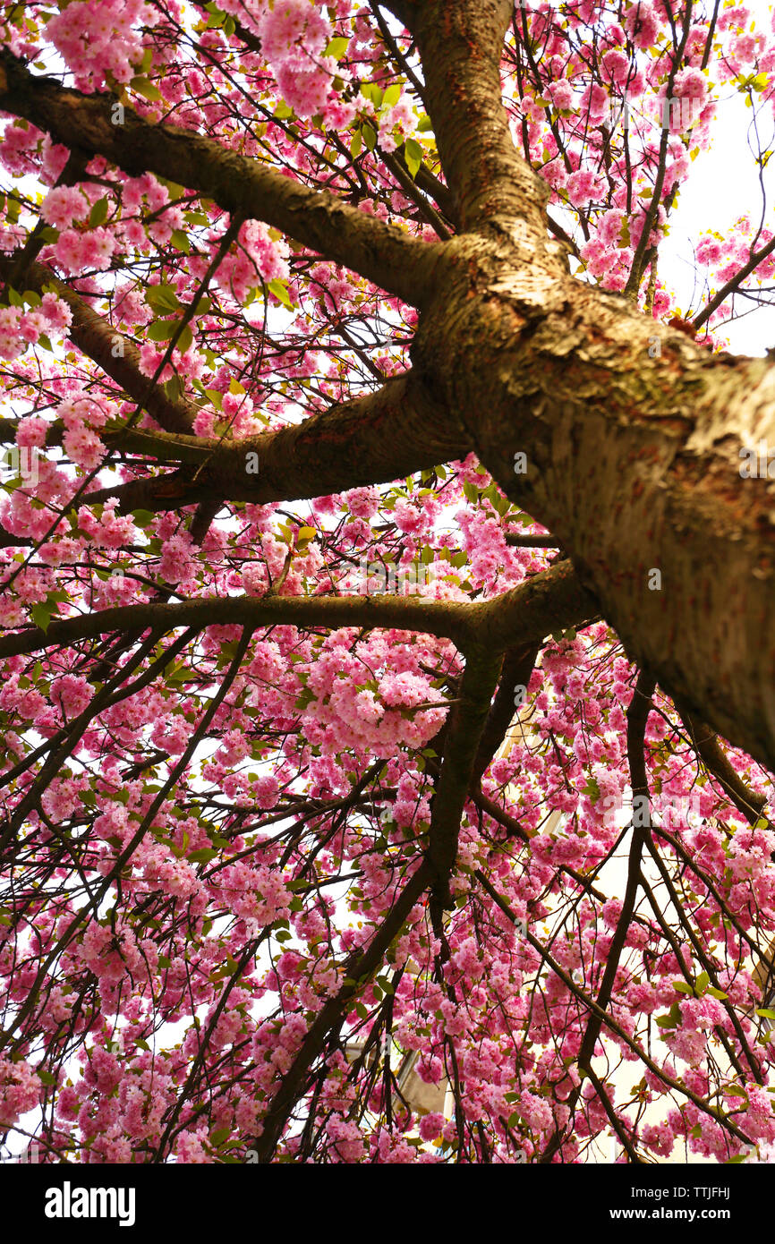 Blossoming pink sakura tree in the street Stock Photo - Alamy