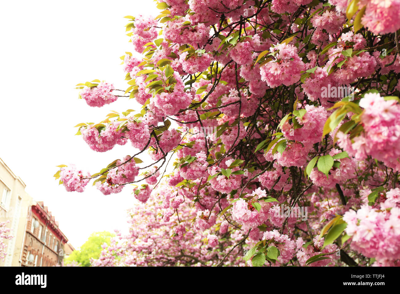 Sakura flowers on a spring day Stock Photo - Alamy
