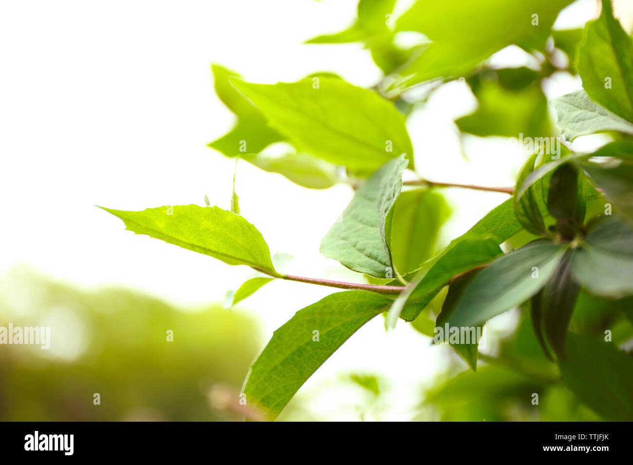 Green bushes outdoors Stock Photo - Alamy