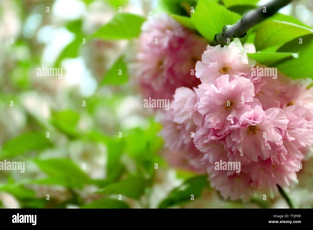 Sakura flowers on a spring day Stock Photo - Alamy