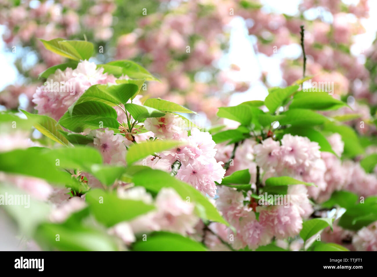 Sakura flowers on a spring day Stock Photo - Alamy