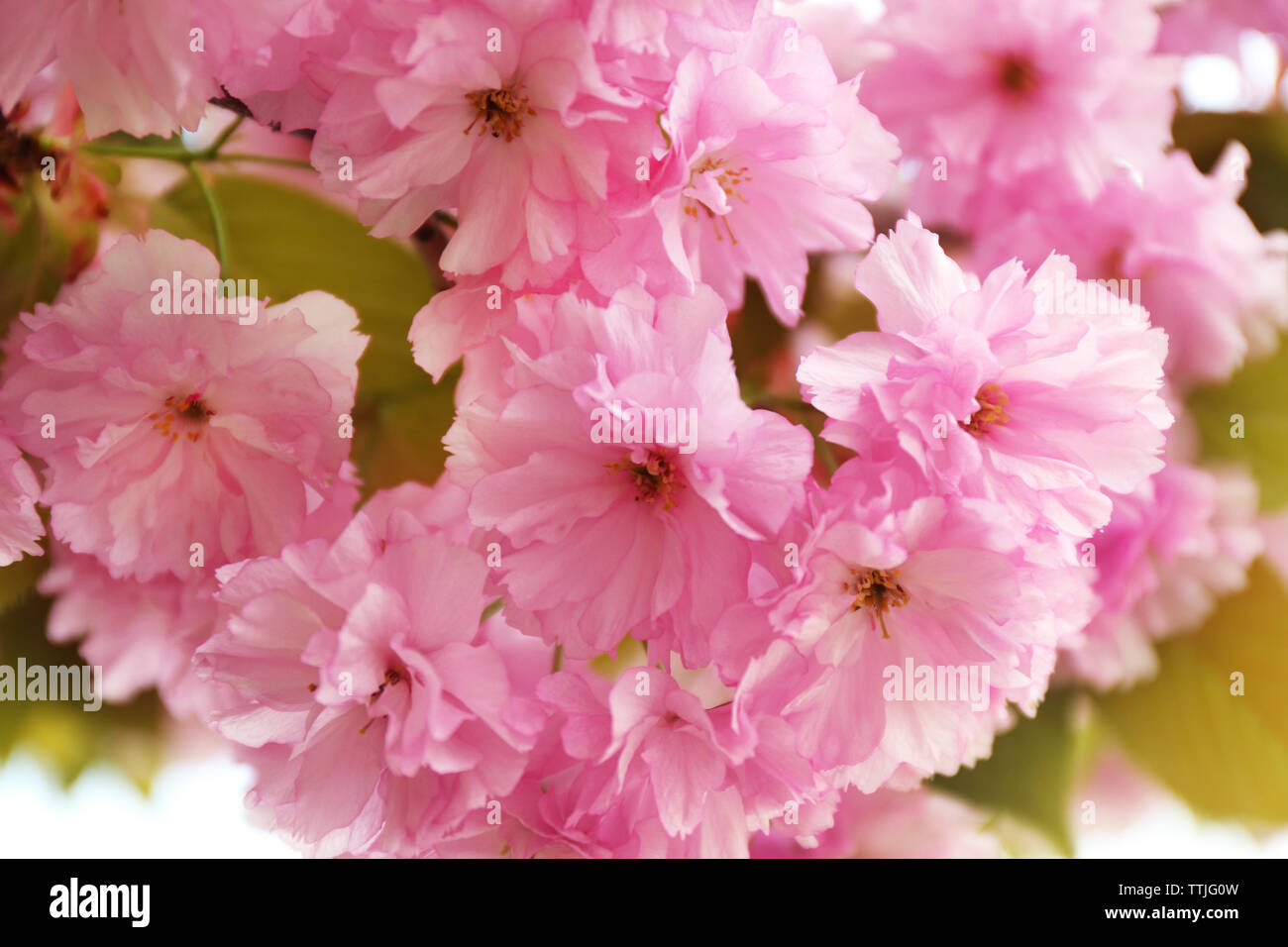 Sakura flowers on a spring day Stock Photo - Alamy