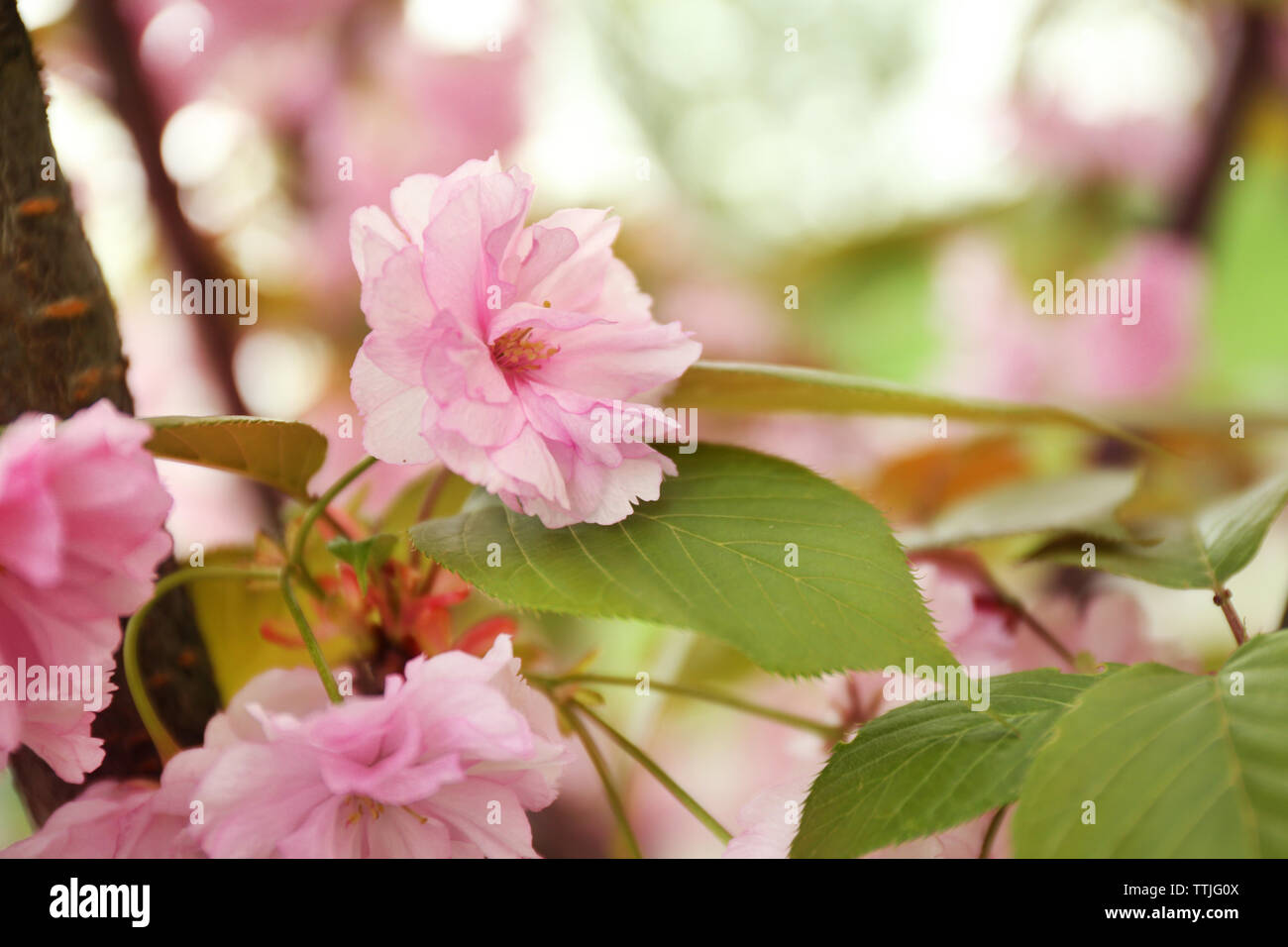 Sakura flowers on a spring day Stock Photo - Alamy