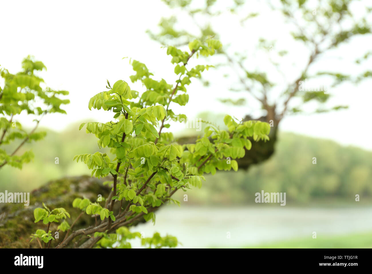 Green tree in park, Uzhgorod, Ukraine Stock Photo - Alamy