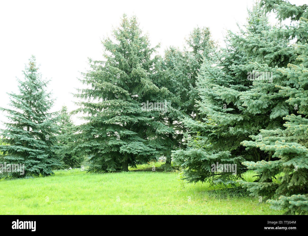 Beautiful pine trees in park Stock Photo - Alamy