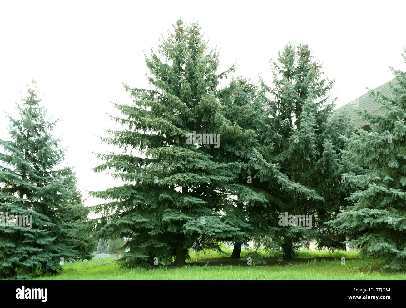 Beautiful pine trees in park Stock Photo - Alamy