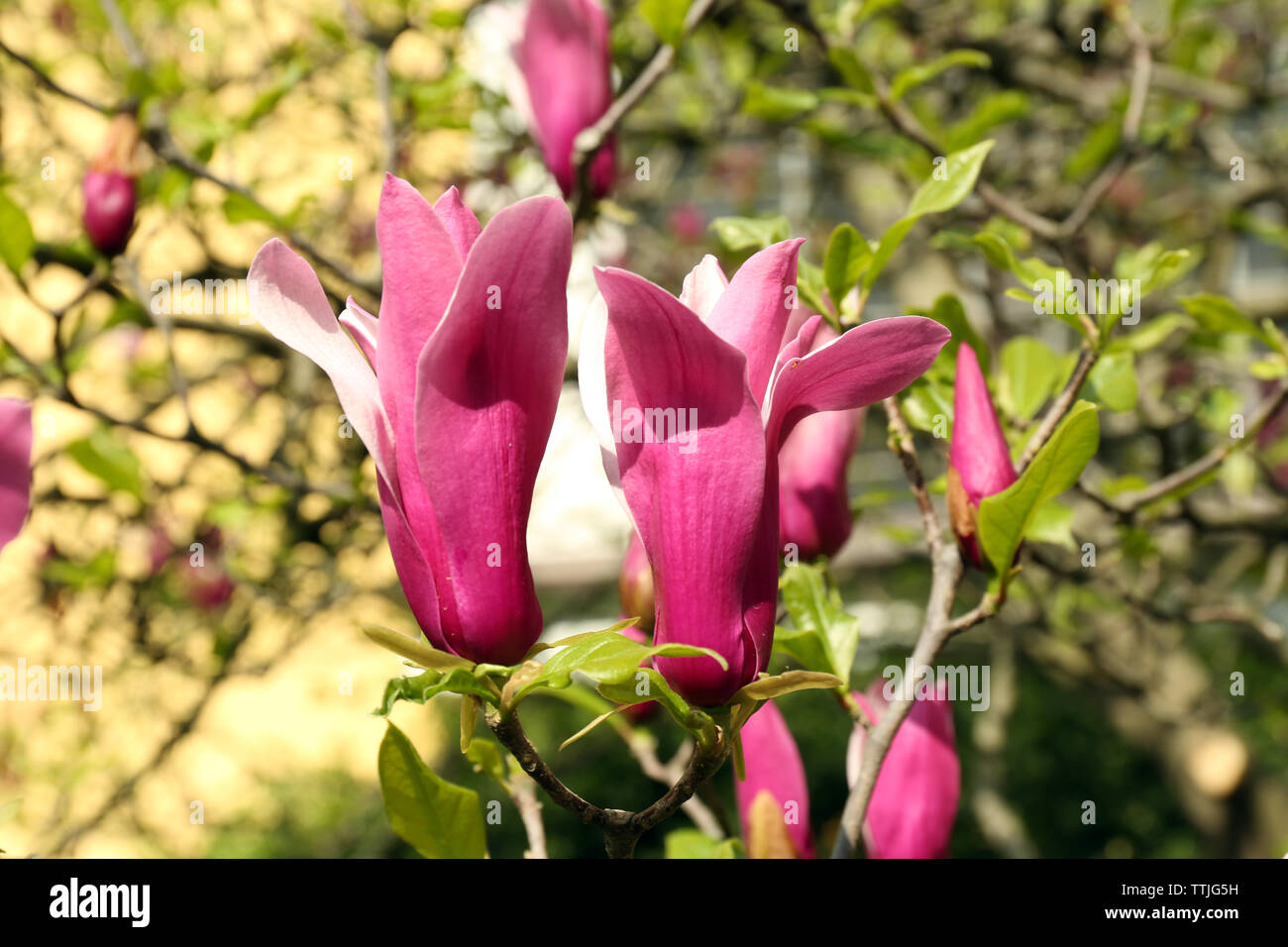 Magnolia tree blossom Stock Photo - Alamy