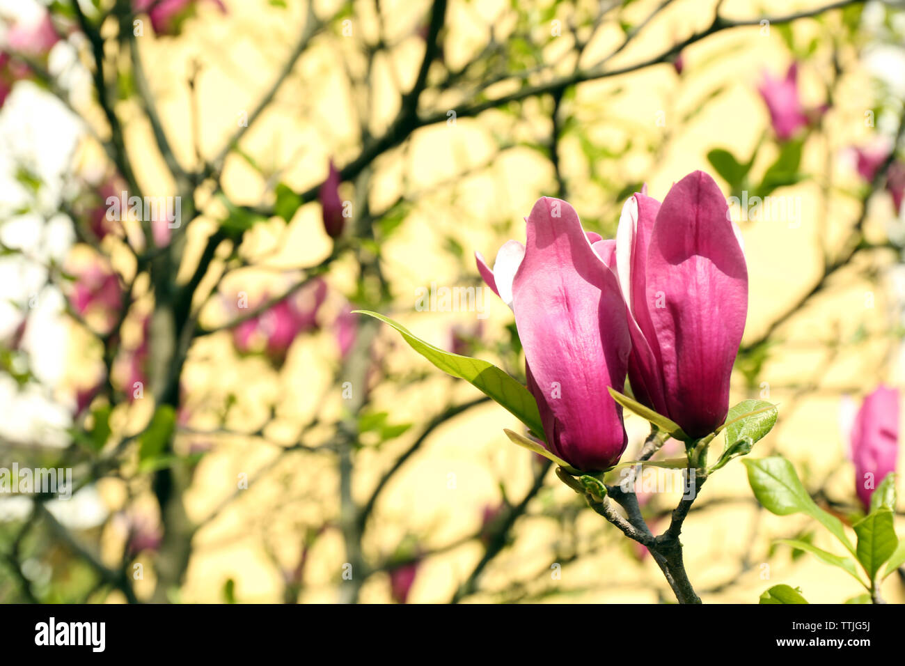 Magnolia tree blossom Stock Photo - Alamy