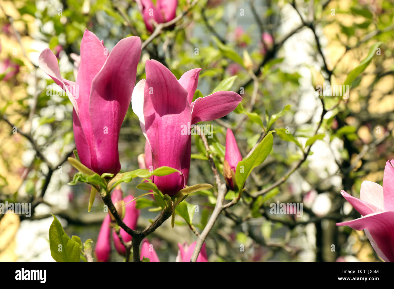 Magnolia tree blossom Stock Photo - Alamy