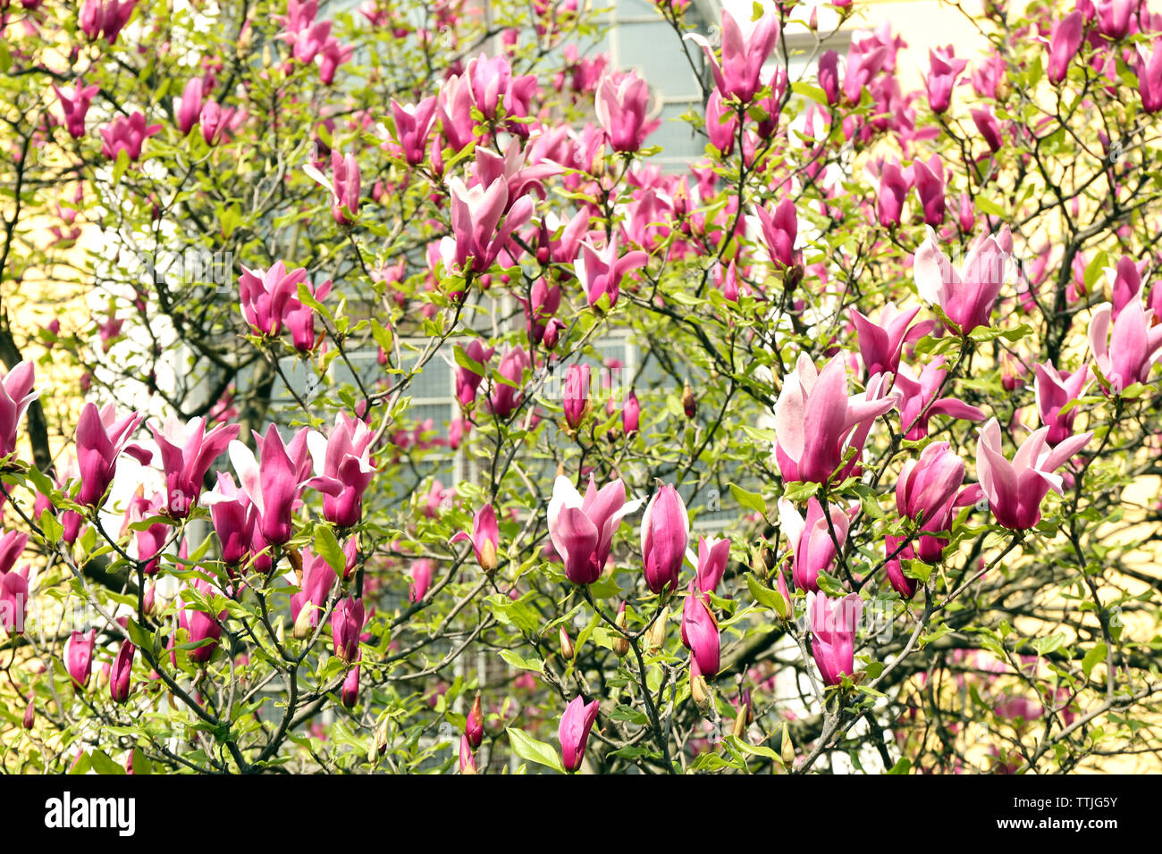 Magnolia tree blossom Stock Photo - Alamy