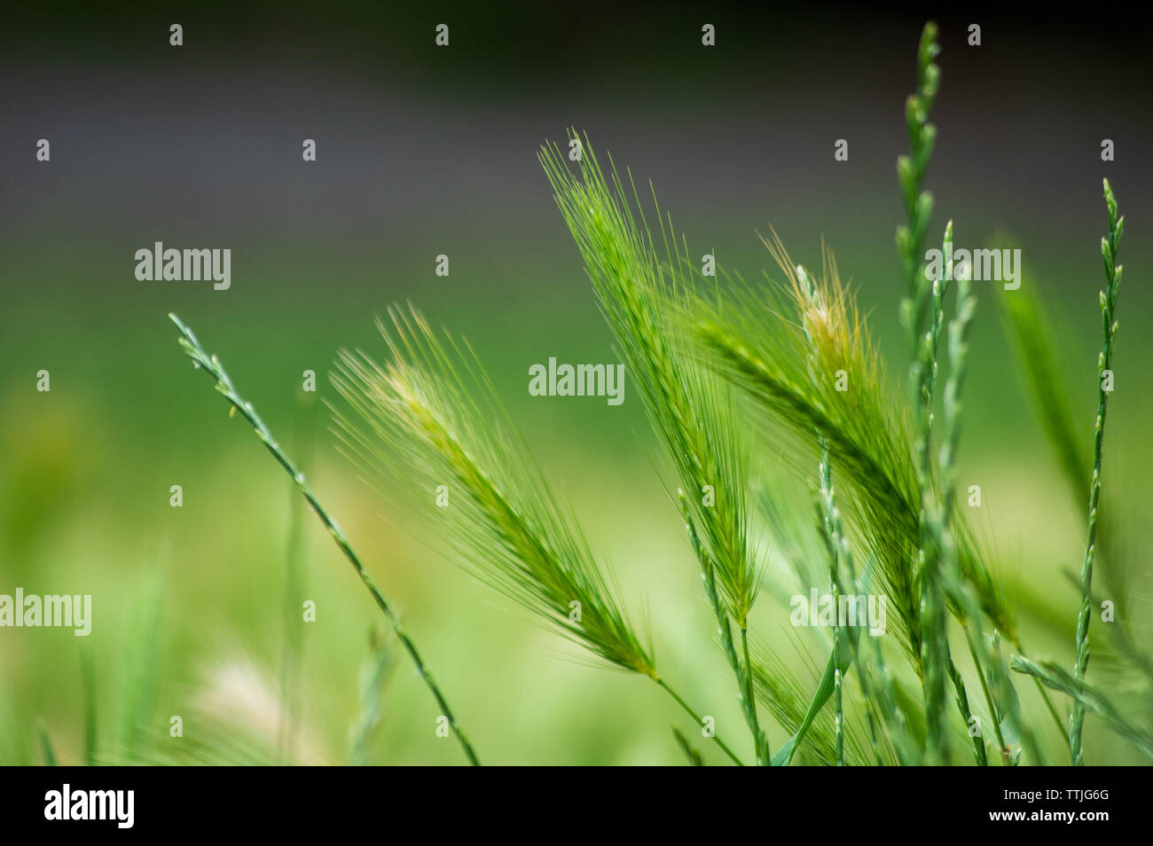 Murium hi-res stock photography and images - Alamy