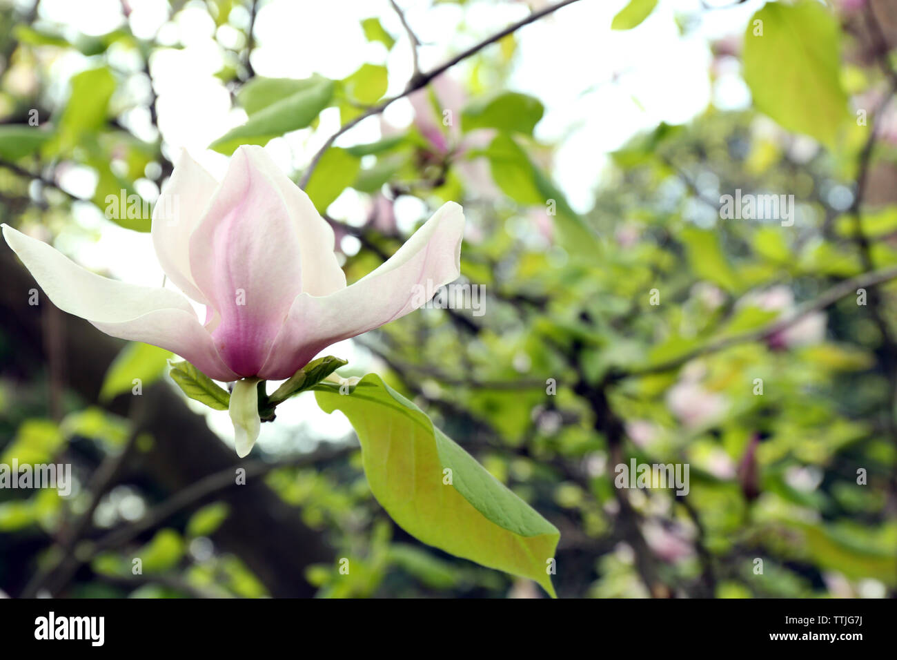 Magnolia tree blossom Stock Photo - Alamy