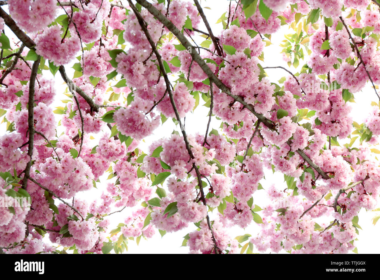Sakura flowers on a spring day Stock Photo - Alamy