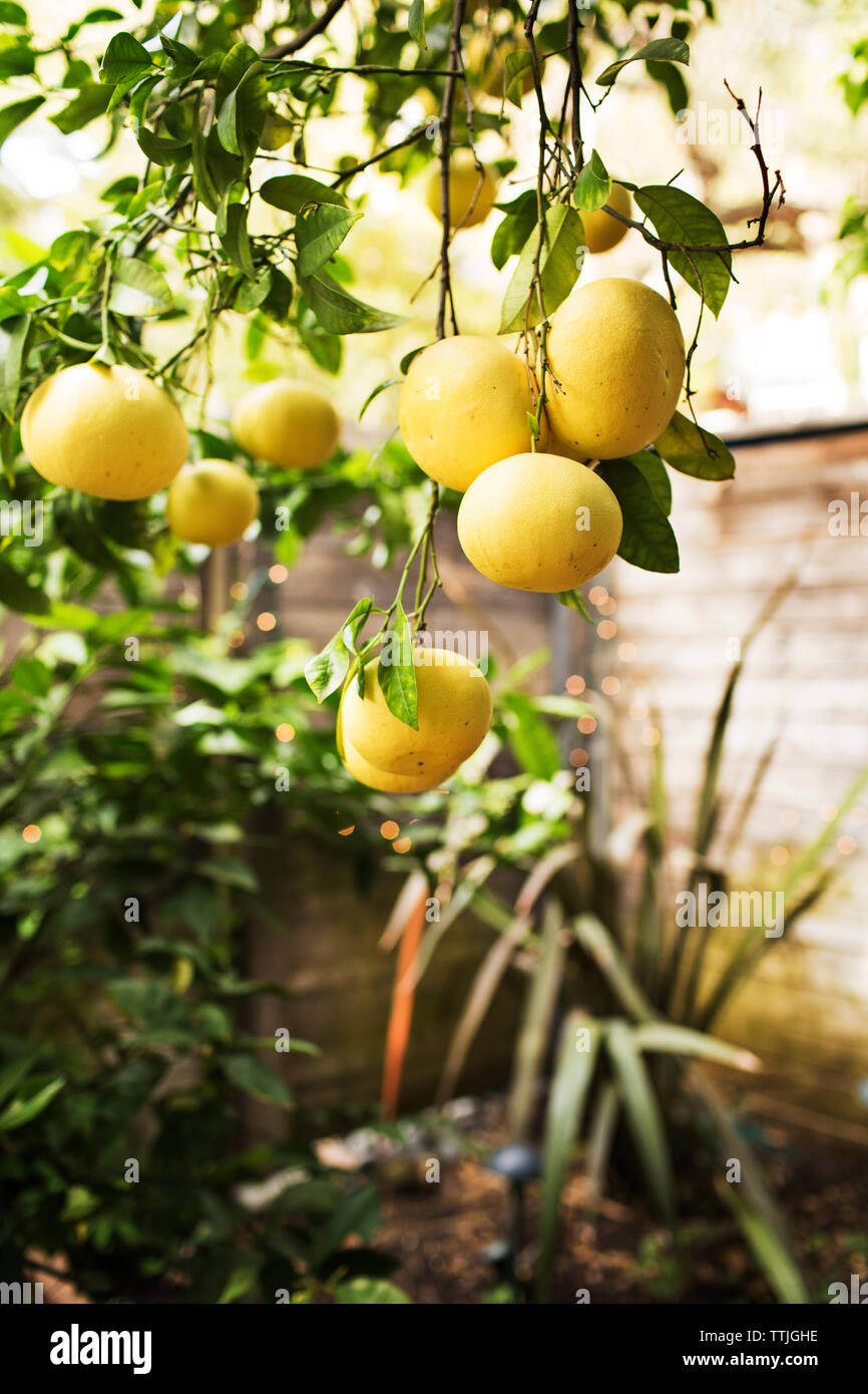Growing in backyard hi-res stock photography and images - Alamy