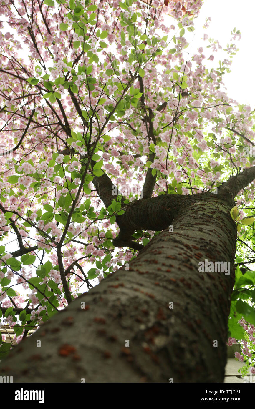 Blossoming pink sakura tree in the street Stock Photo - Alamy