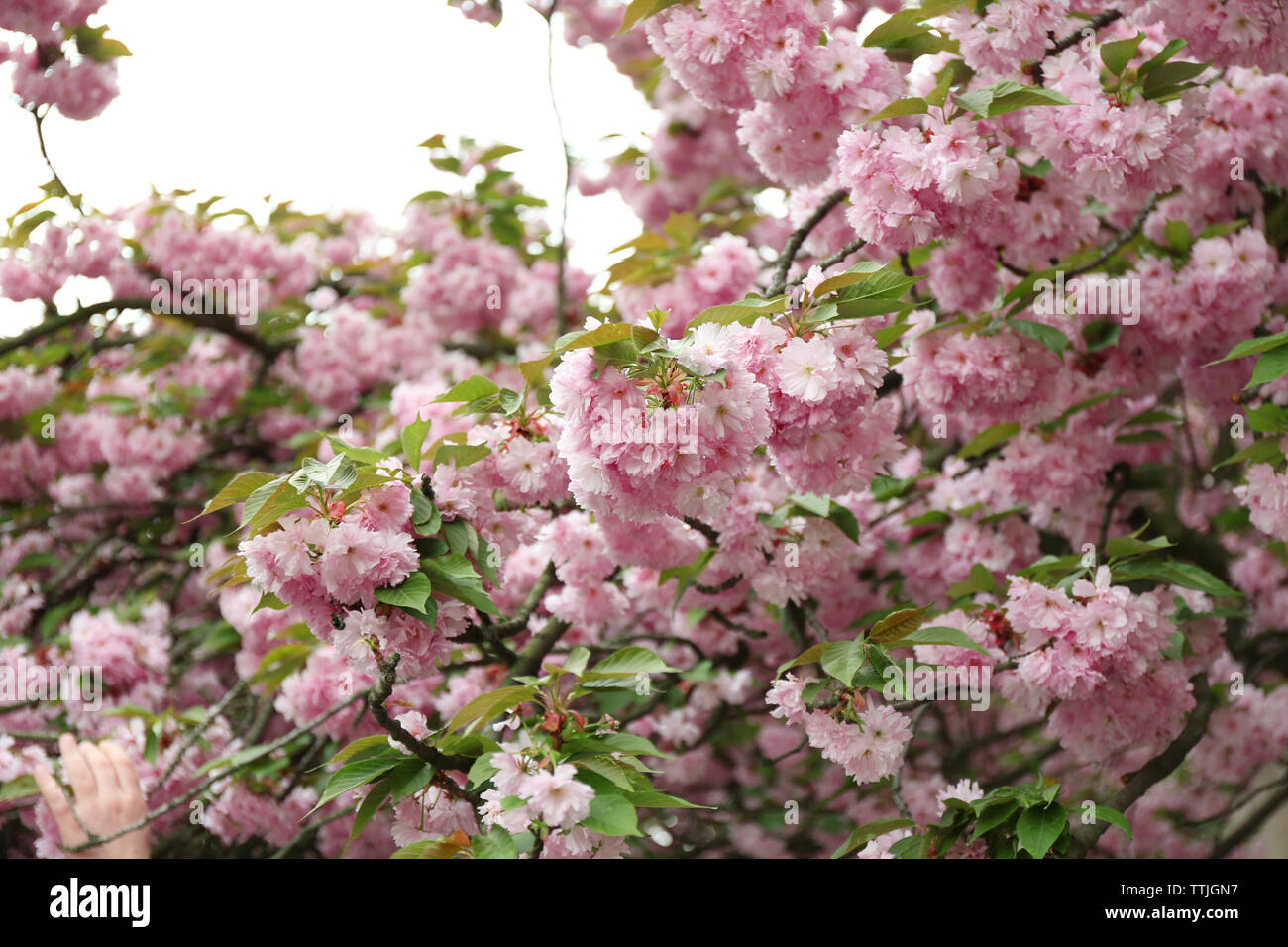 Sakura flowers on a spring day Stock Photo - Alamy