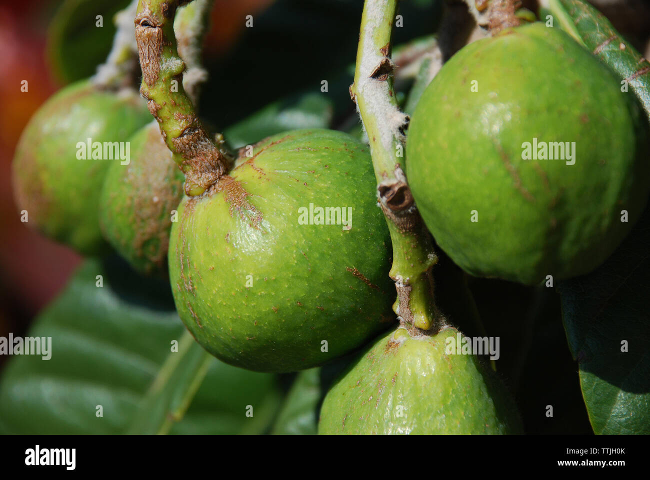 Spata Village, Greece / Fruit on tree Stock Photo - Alamy