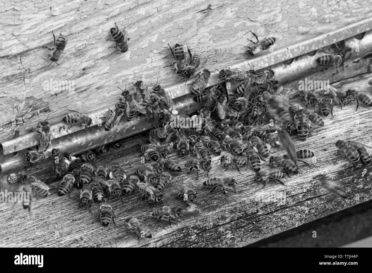 Image of bee hive Black and White Stock Photos & Images - Alamy