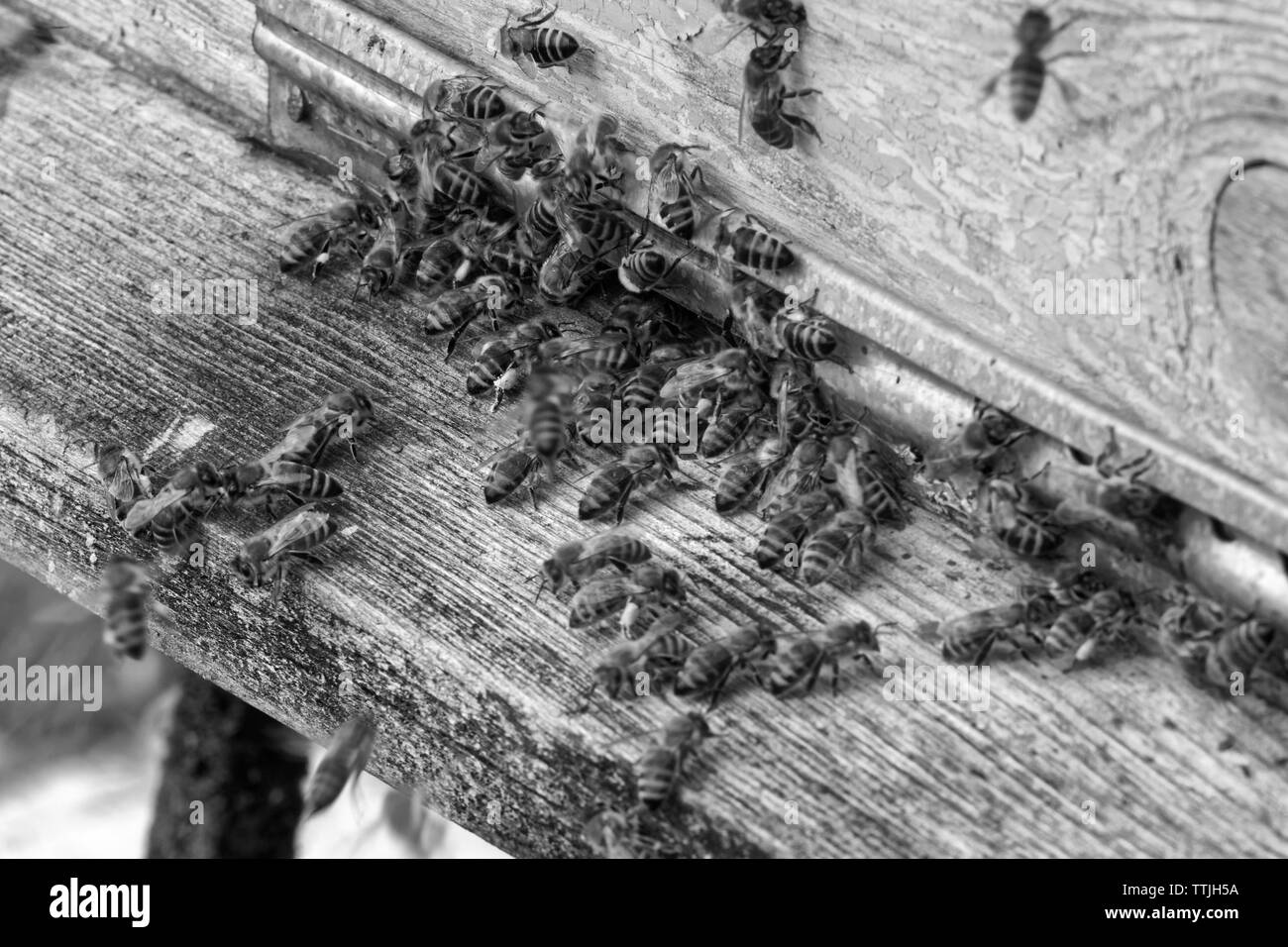 Open hive Black and White Stock Photos & Images - Alamy