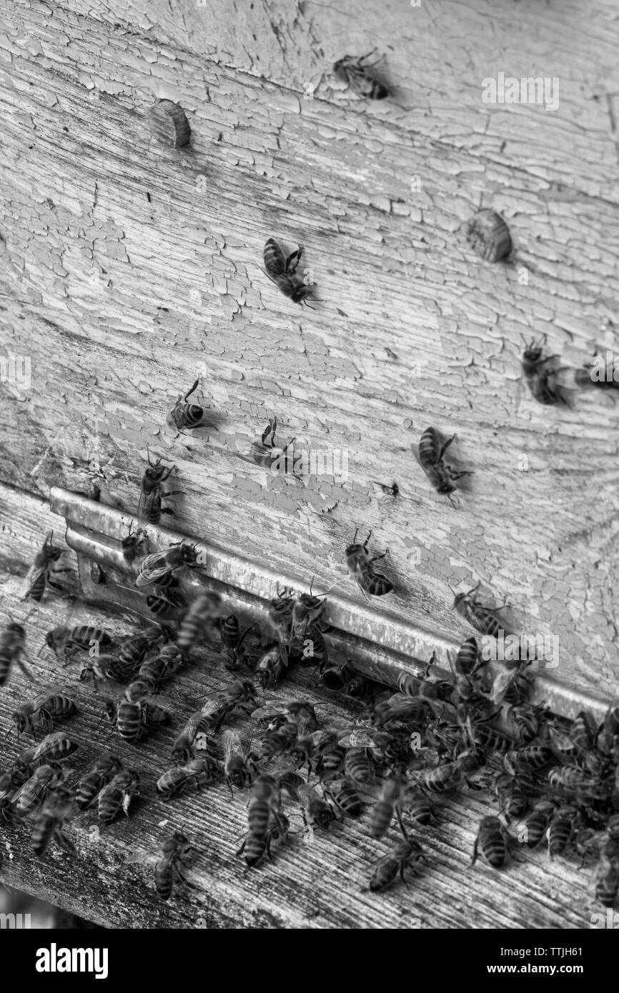 Flying bee in the beehive Black and White Stock Photos & Images - Alamy