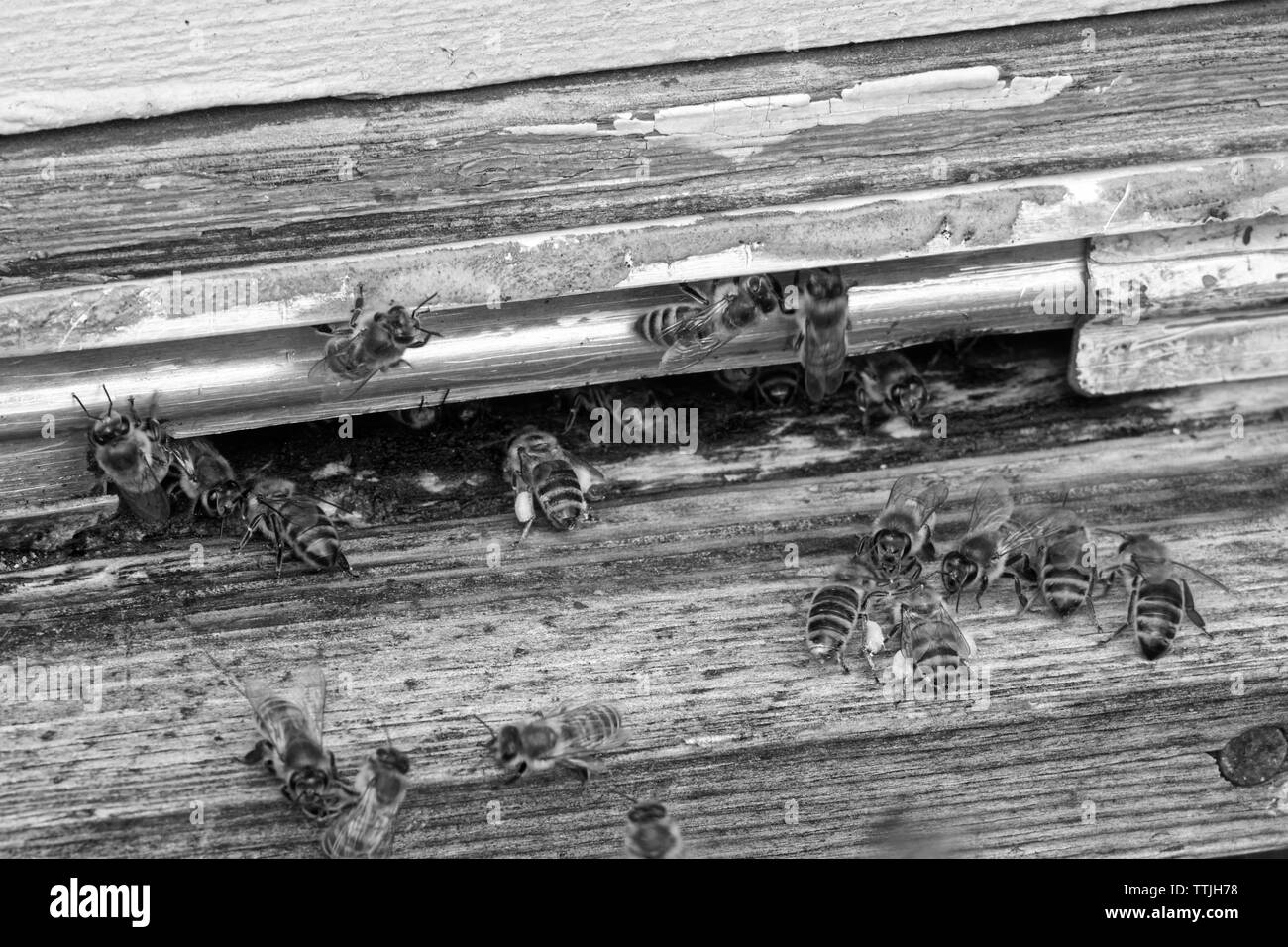 Open hive Black and White Stock Photos & Images - Alamy
