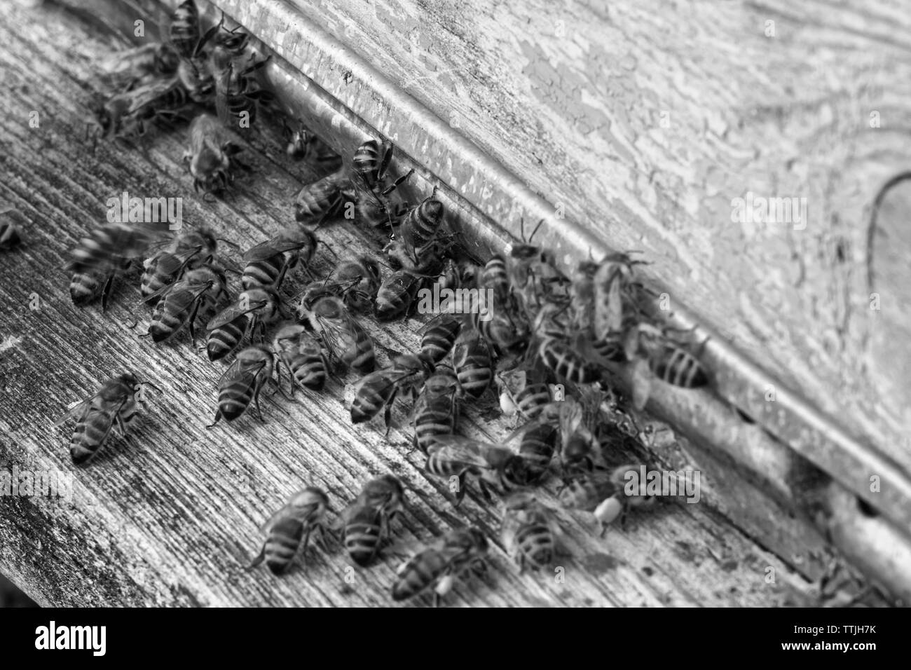Image of bee hive Black and White Stock Photos & Images - Alamy