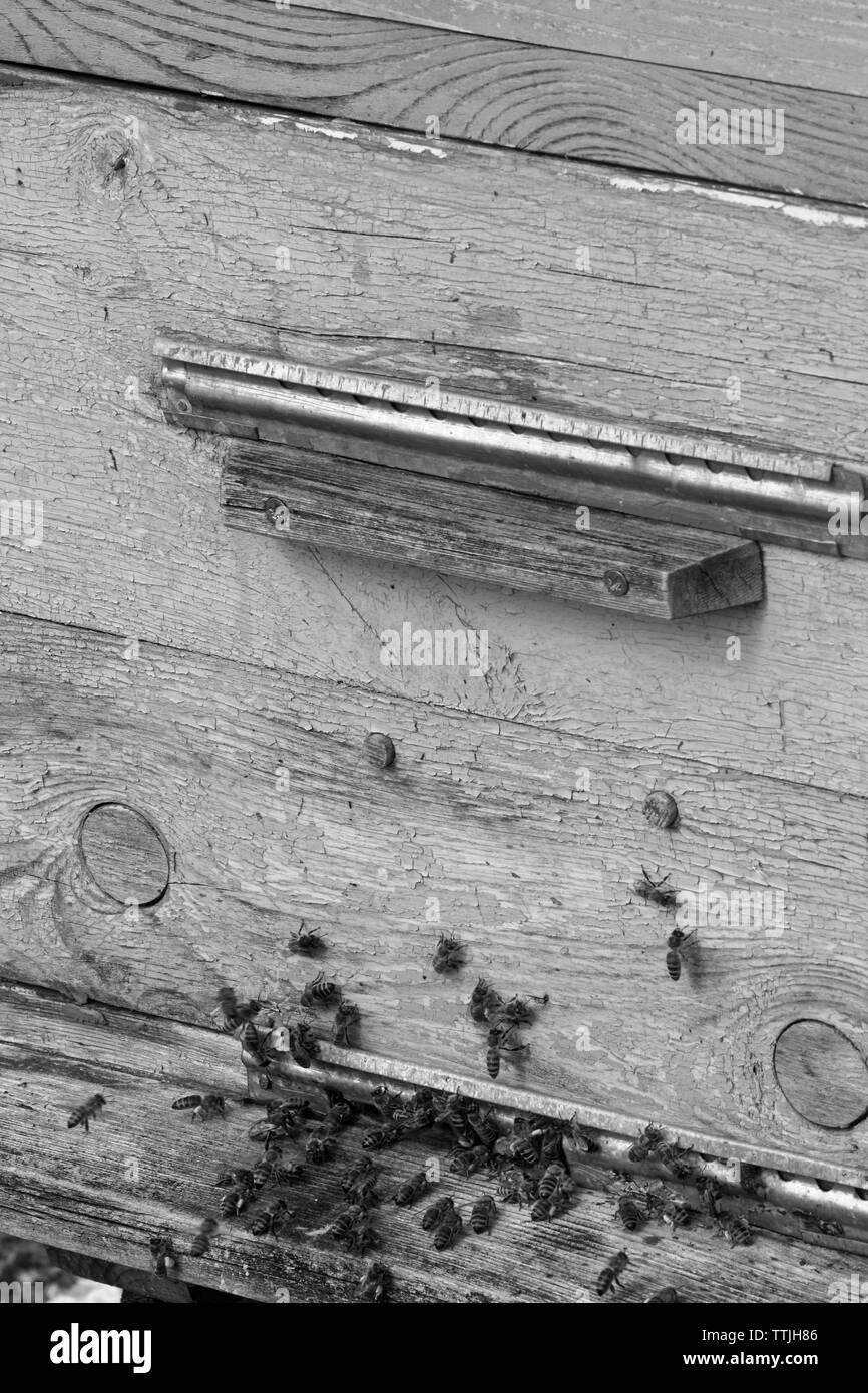 Honey bees Black and White Stock Photos & Images - Alamy