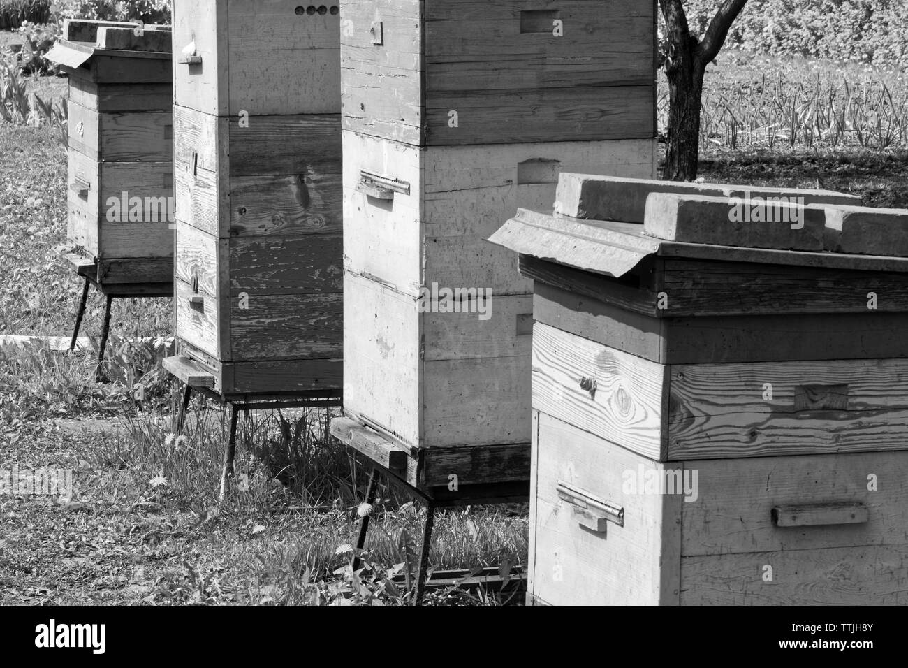 Honey bees Black and White Stock Photos & Images - Alamy