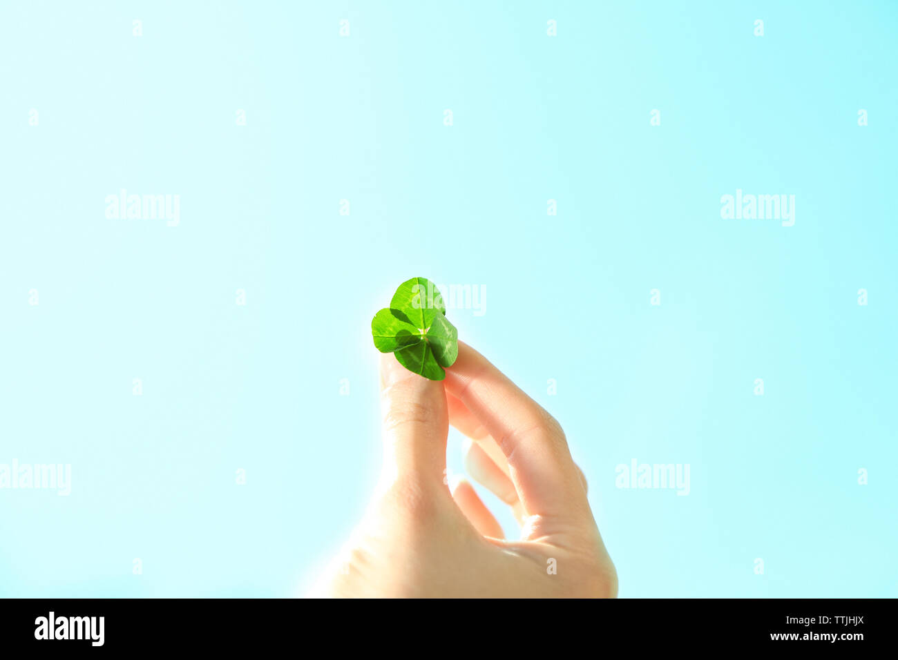 Female hand holding clover leaves on blue sky background Stock Photo ...