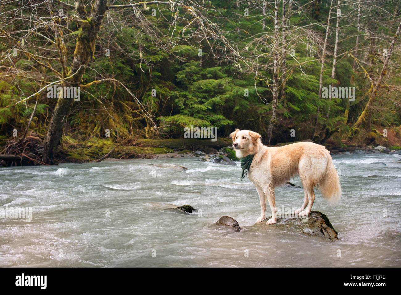 Golden Retriever looking away while standing on rock in river Stock ...