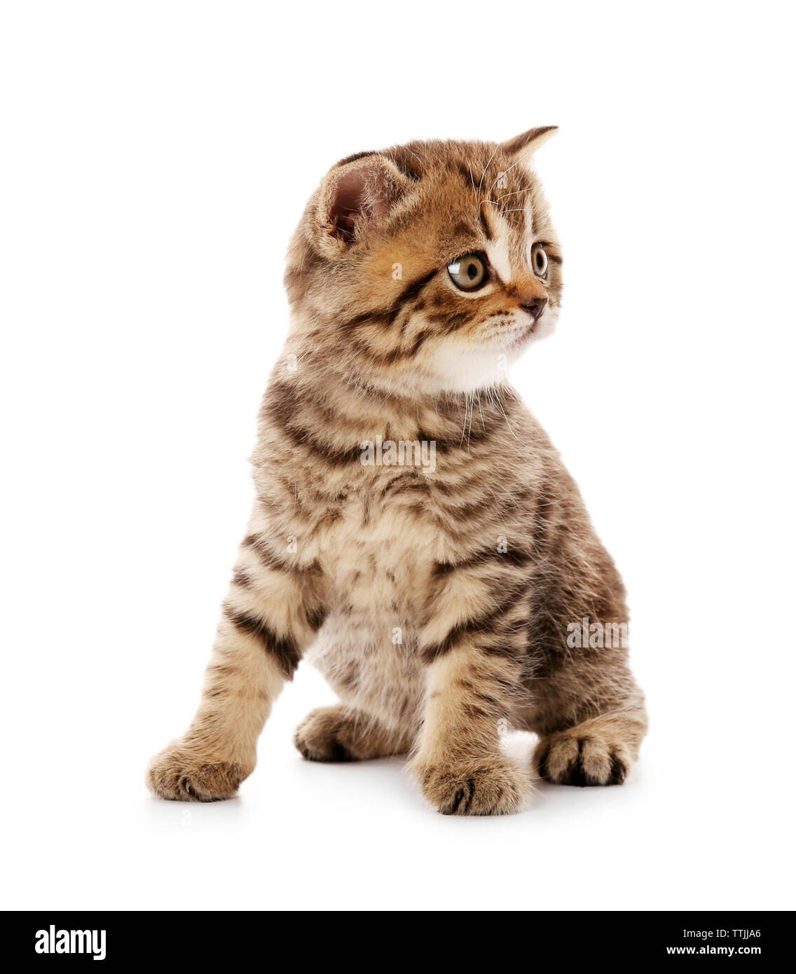 Small cute kitten, isolated on white Stock Photo - Alamy