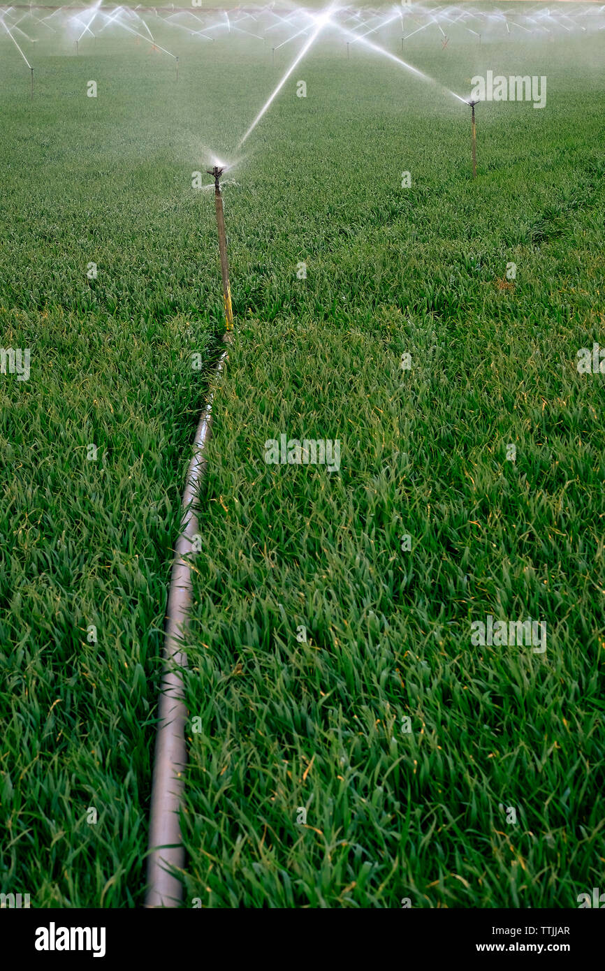 Sprinker High Resolution Stock Photography and Images - Alamy