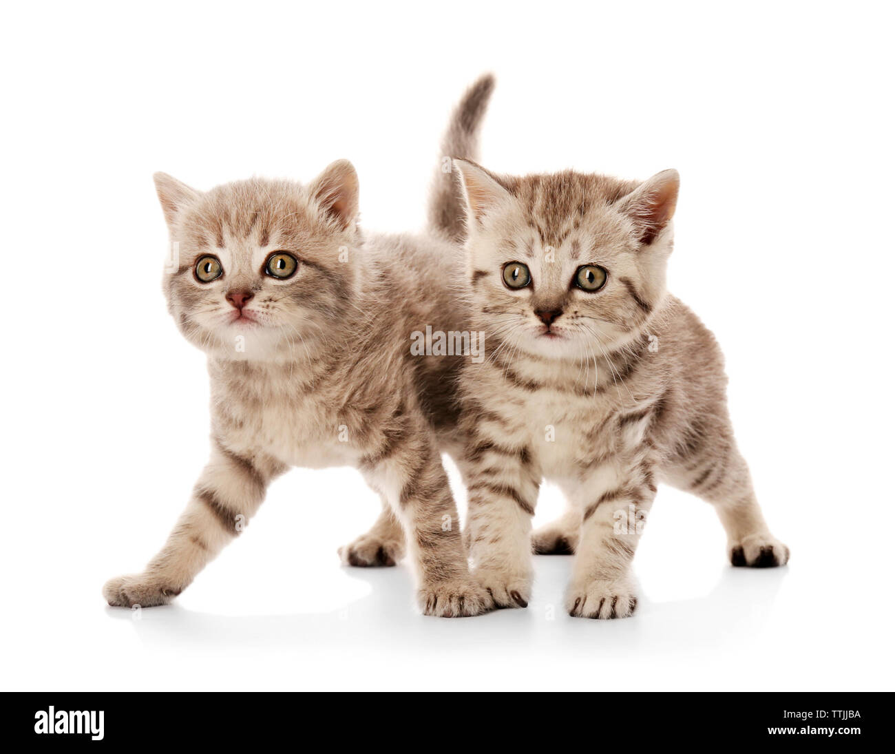 Small cute kittens, isolated on white Stock Photo - Alamy