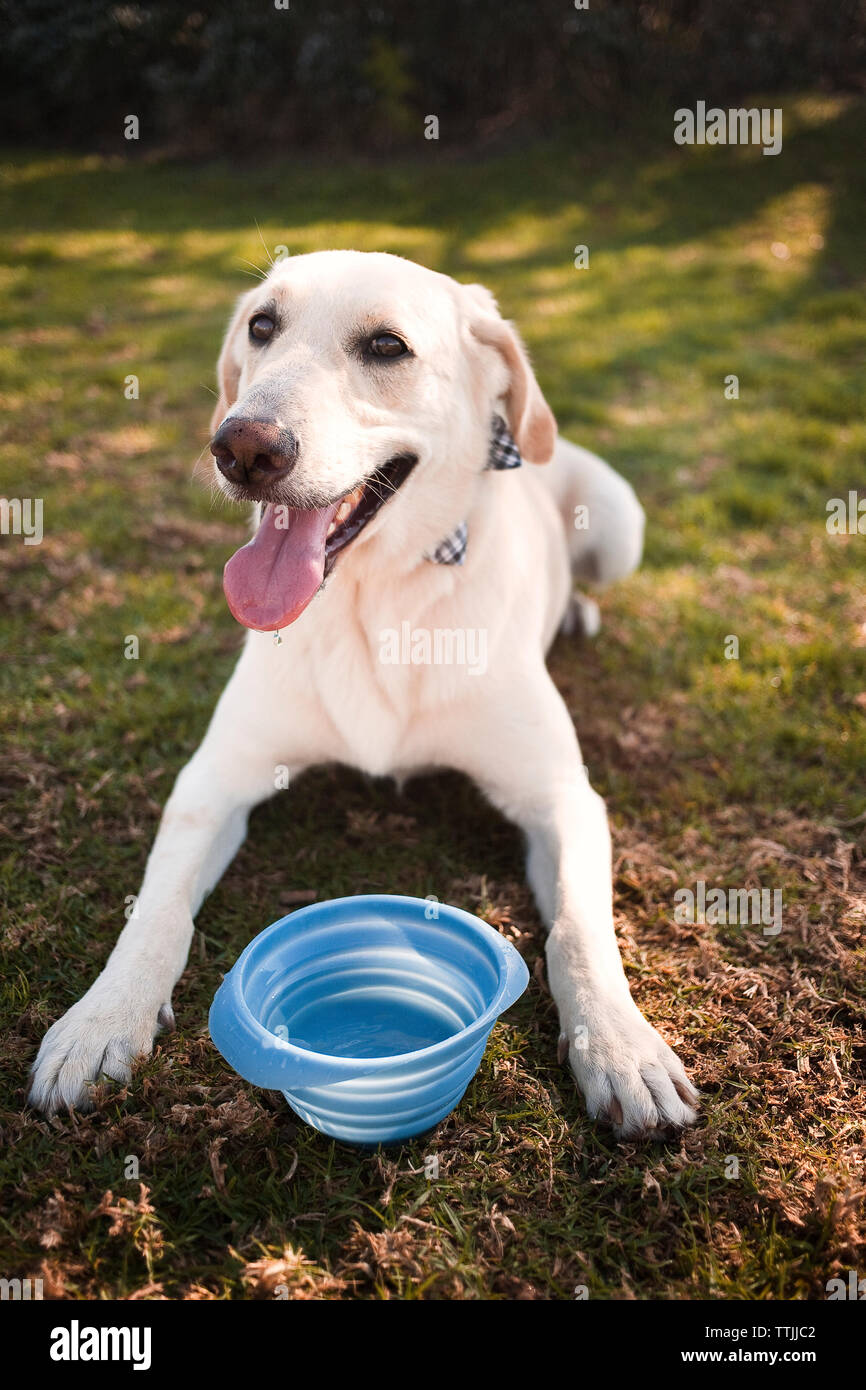 Labrador retriever panting while lying on field Stock Photo - Alamy