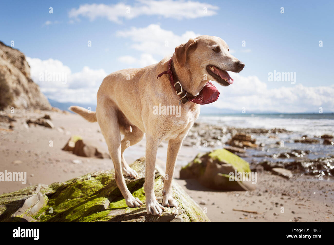 Labrador standing on beach hi-res stock photography and images - Alamy