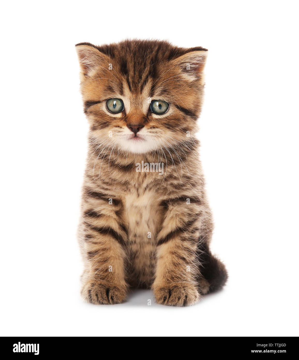 Small cute kitten, isolated on white Stock Photo - Alamy