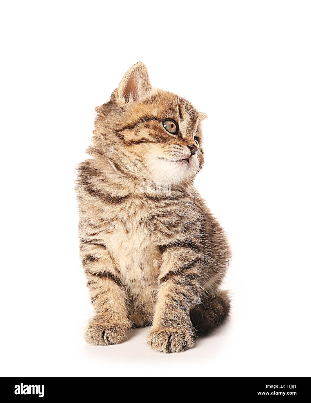 Small cute kitten, isolated on white Stock Photo - Alamy