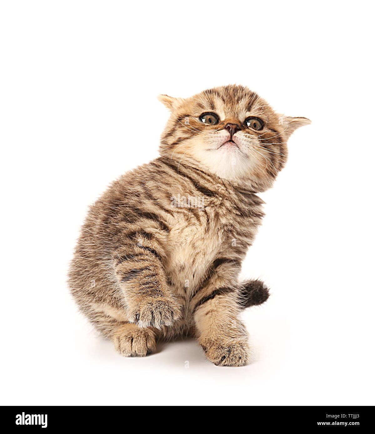 Small cute kitten, isolated on white Stock Photo - Alamy