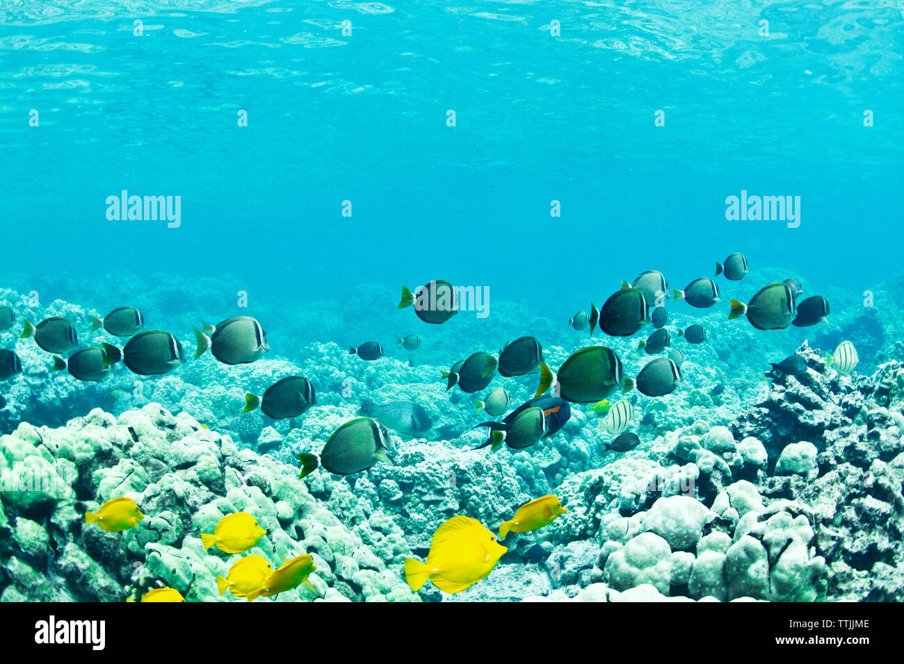 Fishes swimming underwater Stock Photo - Alamy