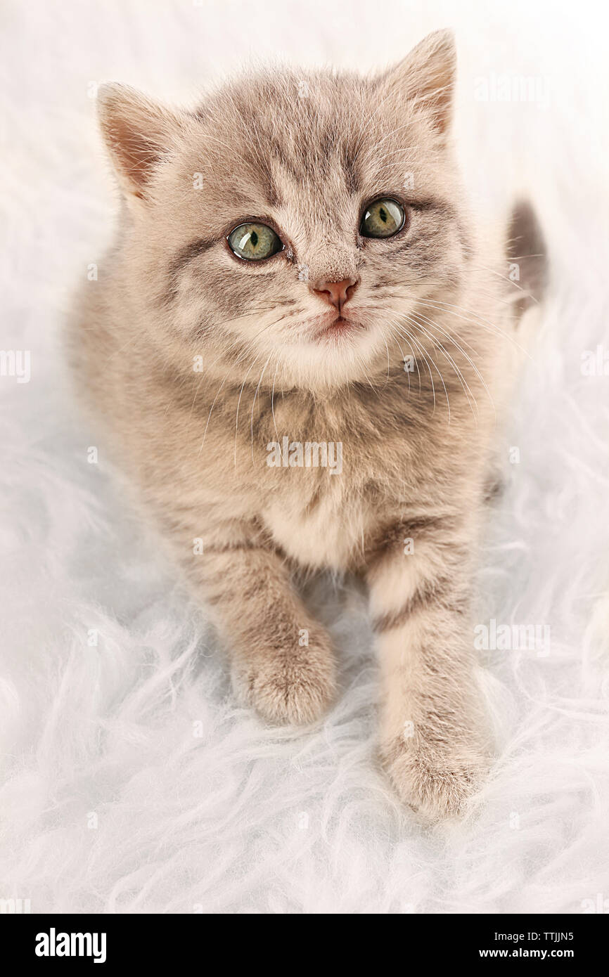 Small cute kitten on carpet Stock Photo - Alamy