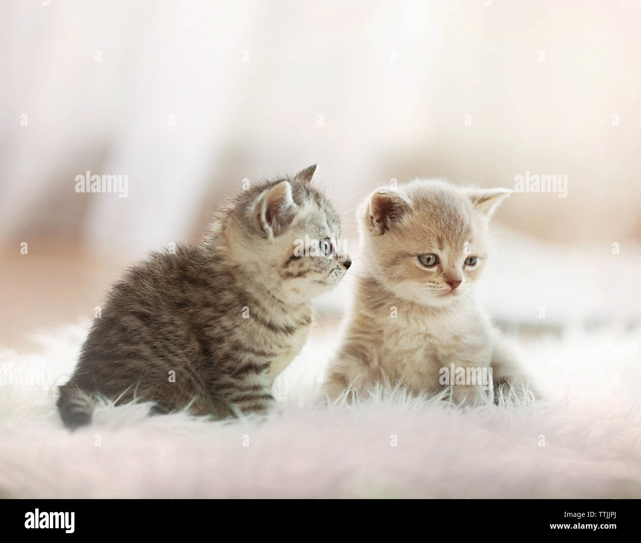 Small cute kittens on carpet Stock Photo - Alamy