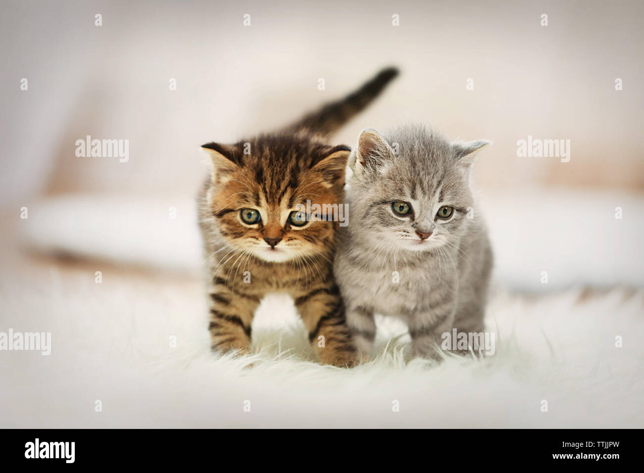 Small cute kittens on carpet Stock Photo - Alamy