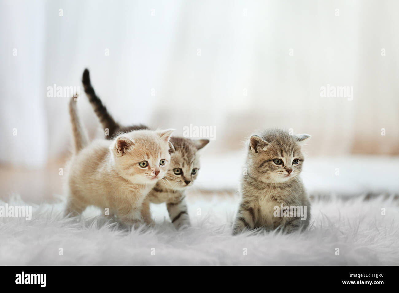 Small cute kittens on carpet Stock Photo - Alamy