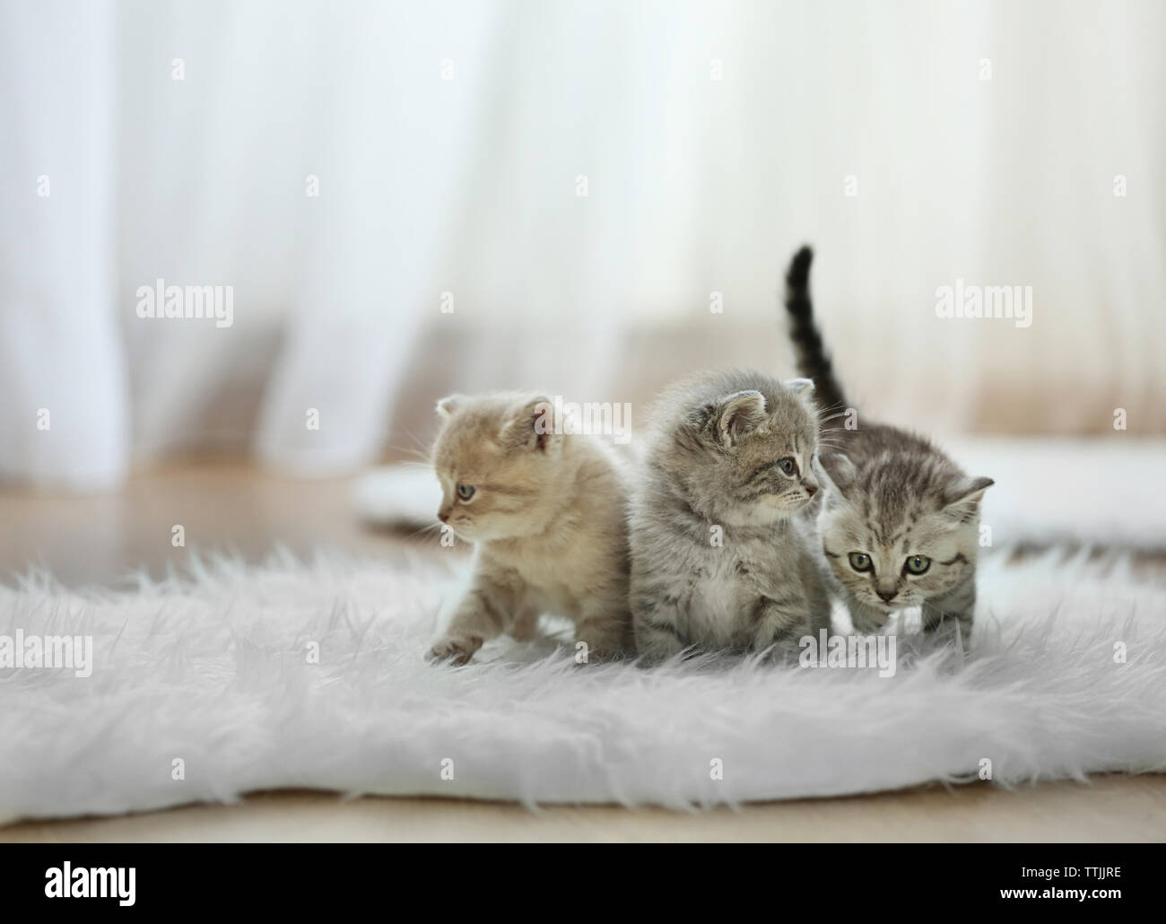 Small cute kittens on carpet Stock Photo - Alamy