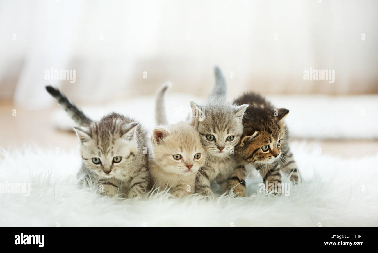 Small cute kittens on carpet Stock Photo - Alamy