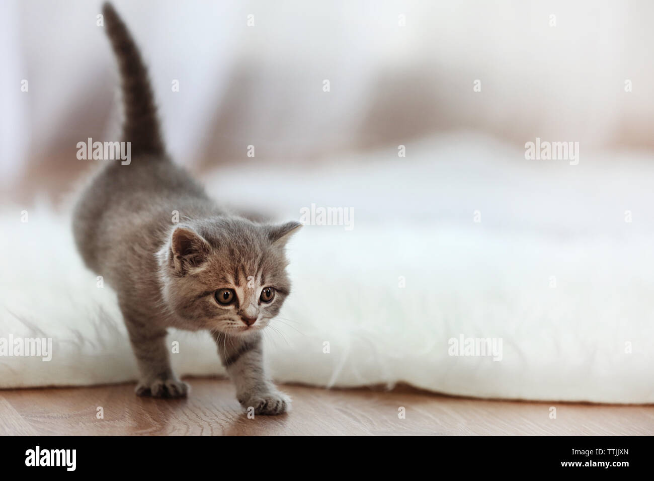 Small cute kitten on carpet Stock Photo - Alamy