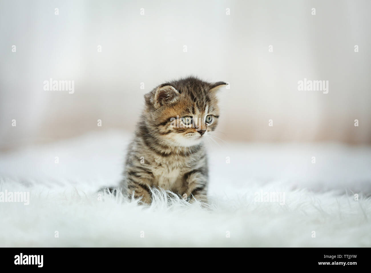 Small cute kitten on carpet Stock Photo - Alamy