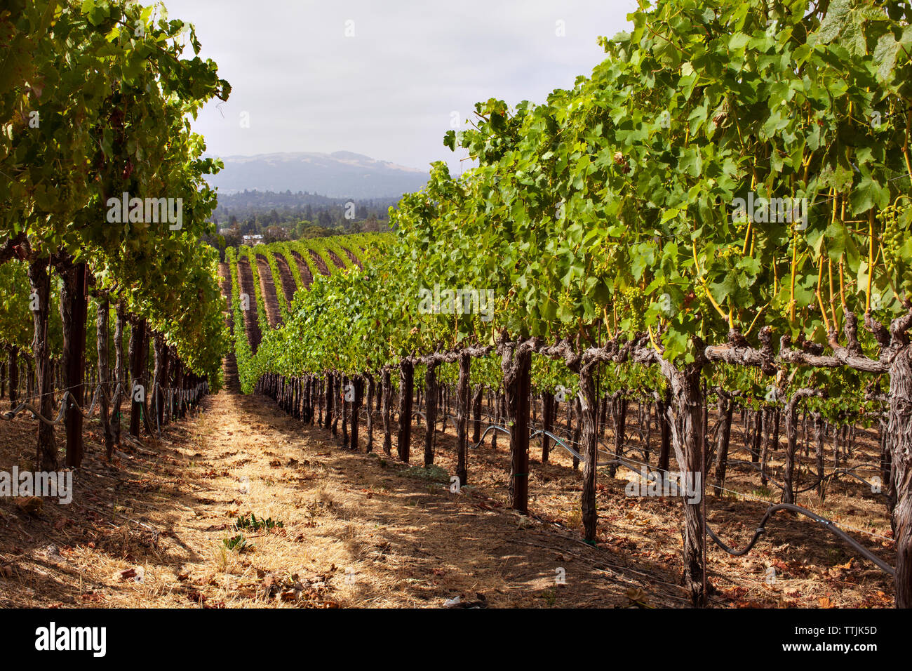 Plants growing at vineyard Stock Photo - Alamy