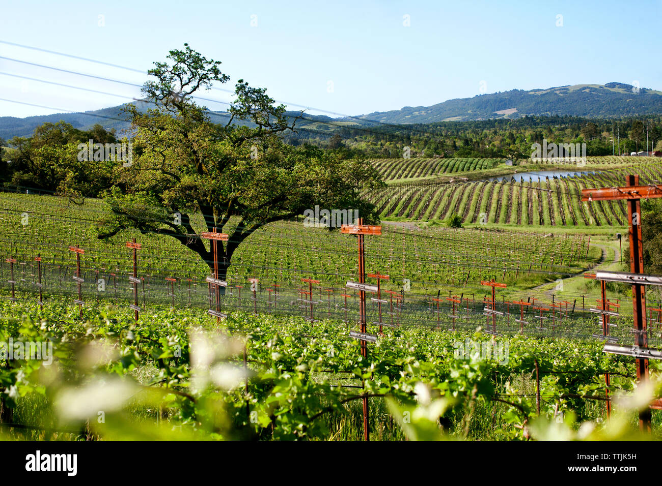 Vineyard vines sky hi-res stock photography and images - Alamy